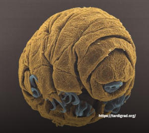 Tardigrade Anatomy: Microscopic Marvels