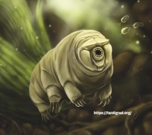 Physiology - Tardigrades - Water Bear