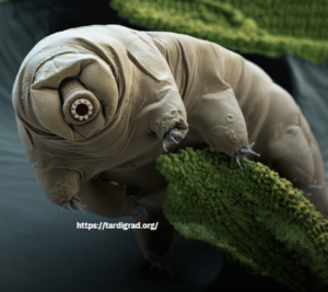 Tardigrade Anatomy: Microscopic Marvels