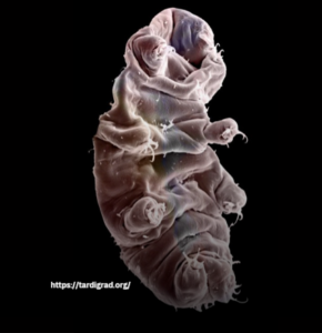 Tardigrade Taxonomy: Classification Insights