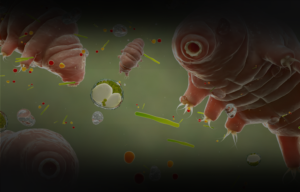 Tardigrade Taxonomy: Classification Insights