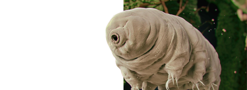 Tardigrades - Water Bear