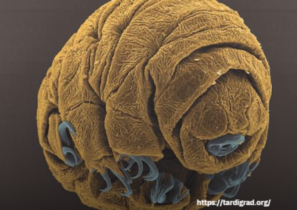Ecology - Tardigrades - Water Bear