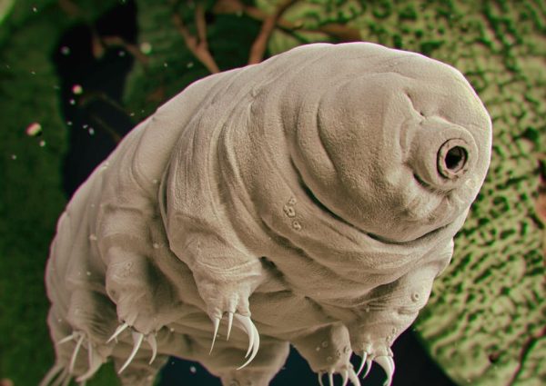 Anatomy and morphology - Tardigrades - Water Bear